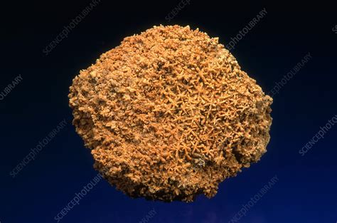 Sponge Fossil Stock Image E Science Photo Library Sponge Fossil Stock Image E Science Photo Library