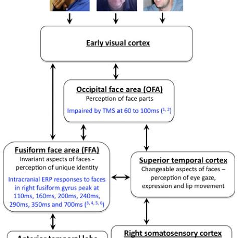 A Cortical Model Of The Face Processing Network Adapted From Haxby Et Download Scientific
