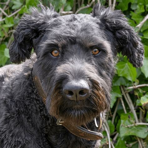 Bouviers Des Flandres What Dog Breed