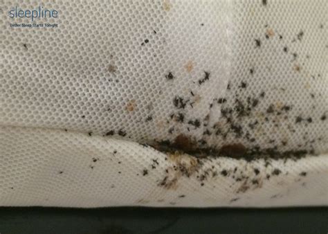 Signs Of Bed Bugs On Mattress Signs Of A Bed Bug Infestation