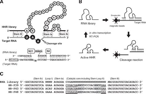 Figure 2 From Improved Design Of Hammerhead Ribozyme For Selective Digestion Of Target Rna