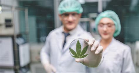 과학자 연구 의학 추출물 화학 과학 실험실에서 대체 의료 건강을위한 대마초에서 Cbd 오일 허브 대마 식물 및 간자 잎은 약물에 사용하는 천연 유기농 허브입니다 사진