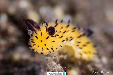 Jorunna Parva Little Jorunna