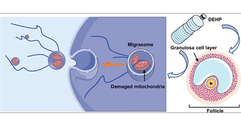 Granulosa Cells Granulosa Cells