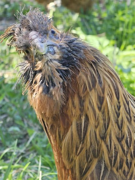 Goofy Bird R Chickens