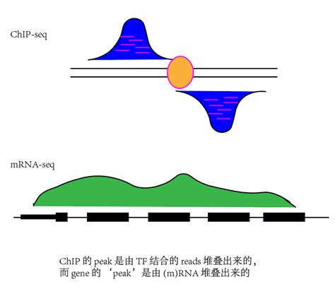 Normalize 和差异分析 Shaw