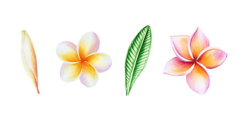 흰색 배경에 분리된 나뭇잎이 있는 플루메리아 꽃의 수채화 사실적인 열대 그림 아름 다운 식물 손으로 그린 프랜지 파니 디자이너 스파 장식 엽서 결혼식 인사말 배경 화면