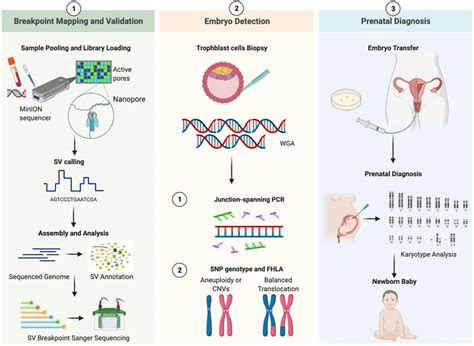 Frontiers Identifying Balanced Chromosomal Translocations In Human