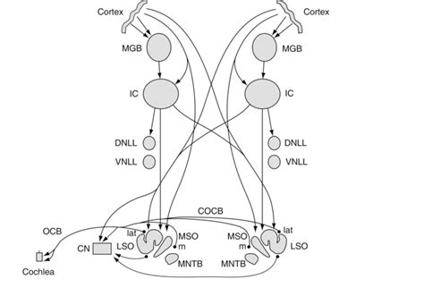 15 Major Centrifugal Or Descending Pathways In The Auditory System Download Scientific Diagram