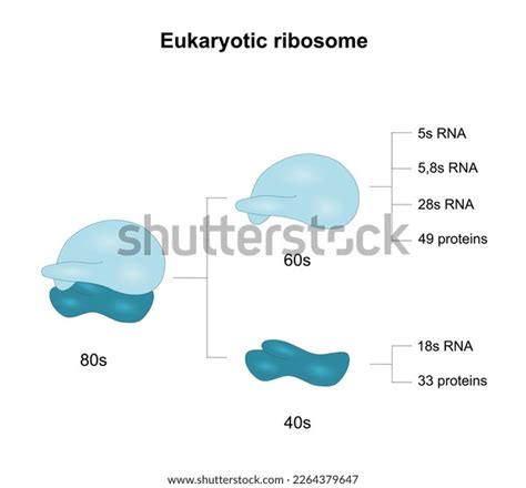Ribosome Structure 80s Large Small Subunit Stock Vector Royalty Free