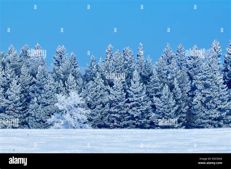 Canada Manitoba Birds Hill Provincial Park Hoarfrost On Winter