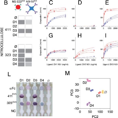 Detecting And Distinguishing The Four 1−4 Dengue Serotypes Using Download Scientific Diagram