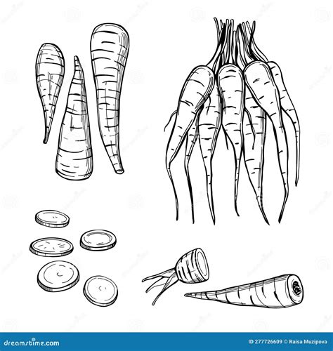 Sketch Parsnip Vector Illustration Stock Vector Illustration Of Vegetarian Garden 277726609