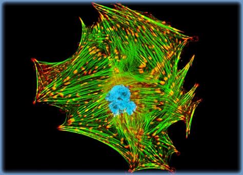 Mink Uterus Endometrium Epithelial Cells Gmme Line