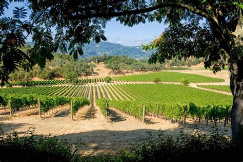6 Best Napa Valley Wine Tours From San Francisco That Feel Like A Vip