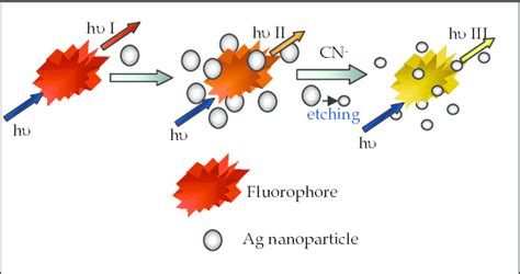 Schematic Representation Of Agnps Cyanide Determination By Ife