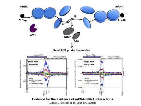 Rna Functional Regulation And Surveillance Laboratoire De Biologie