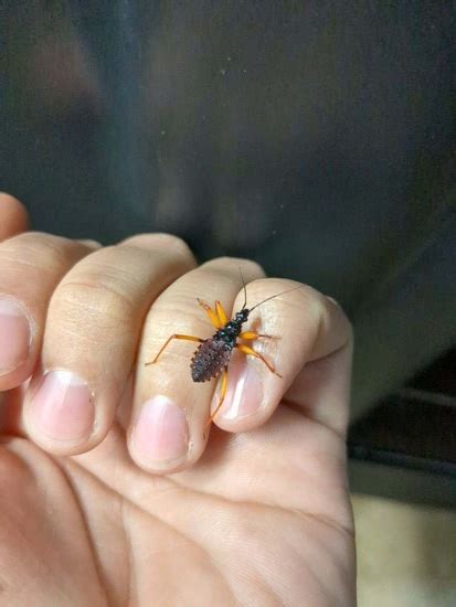 Psytalla Horrida Nymphs Assassin Bug By Natures Hidden Jewels