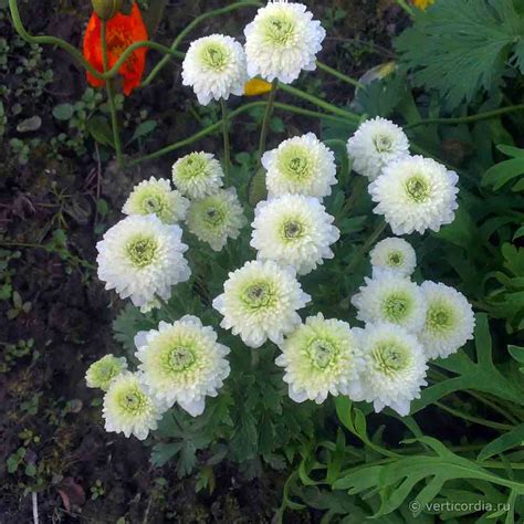 Многолетние цветы анемоны: лесная, дубравная, корончатая, мохровая