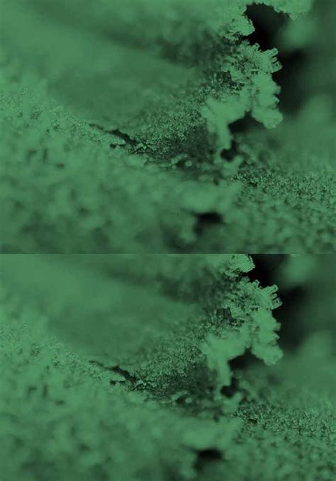 Phosphonates Their Natural Occurrence And Physiological Role Intechopen