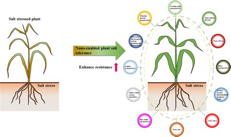 Effects Of Drought Stress On Plant Proteome Within The