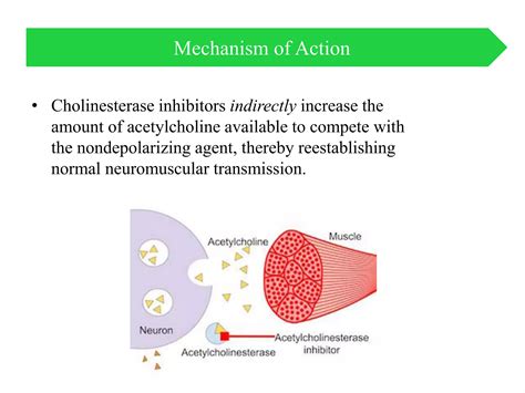 Neuromuscular Blockade And Reversal Agents And Monitoring Pptx Brain And Nervous System