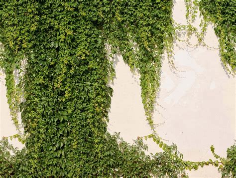 Download Ivy Covered Wall Texture Wallpaper