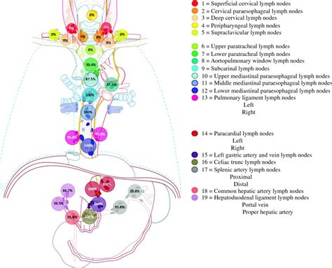 Extent And Boundaries Of Lymph Node Stations During Minimally Invasive