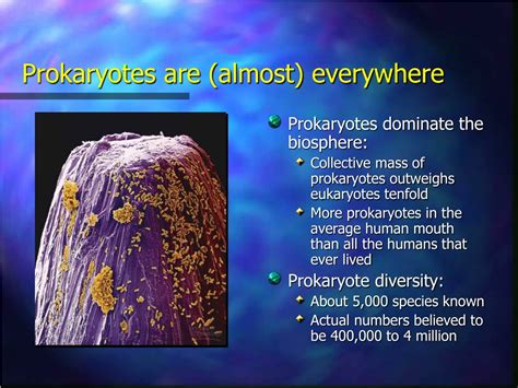 PPT Unveiling Prokaryote Diversity Essential Insights In Biological Variety PowerPoint