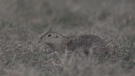 Portrait Of Funny Gopher In Wildlife Little Ground Squirrel Or Little