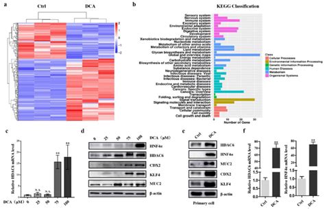 Hdac6 Was Increased In Ba Stimulated Im Cells A B Whole Genome