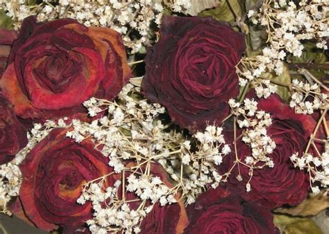 Perfume Aging How Time Affects Natural Fragrances Essential Oils