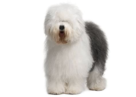 올드 잉글리쉬 쉽독 성격 특징 수명 돌보는 법에 대한 모든 것