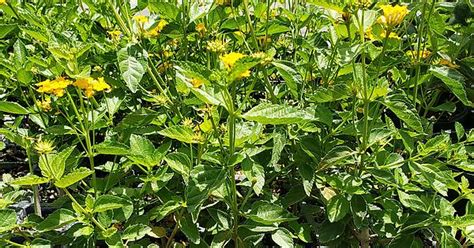 Yellow Trailing Lantana Advanced Nursery Growers Album On Imgur