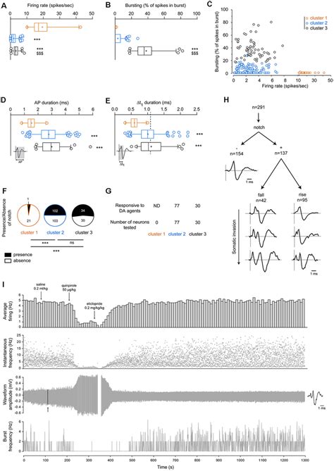Segregation Of Vta Neuronal Populations According To Their Download Scientific Diagram