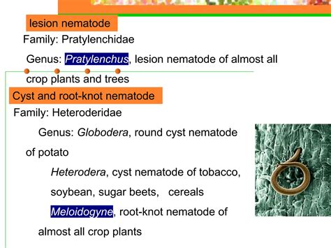 Introduction And History Nematology And Taxonomy Of Plant Parasitic