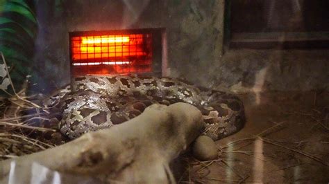 python felt cold sat near the heater photo viral on internet बहुत ठंड