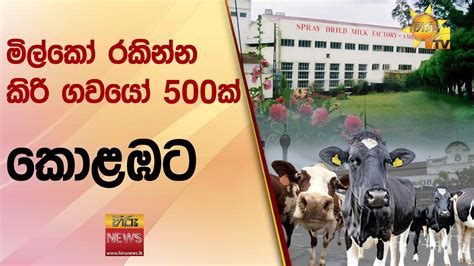 මිල්කෝ රකින්න කිරි ගවයෝ 500ක් කොළඹට Hiru News Youtube