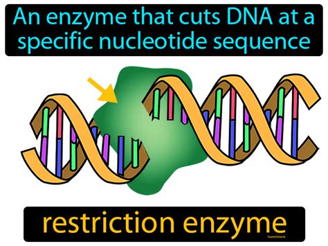 Restriction Enzyme Definition And Image Flippy