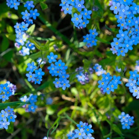 How To Grow Forget Me Not Flowers
