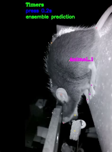 Do Not Rotate The Video During Sklearn Visualization Issue Sgoldenlab Simba GitHub