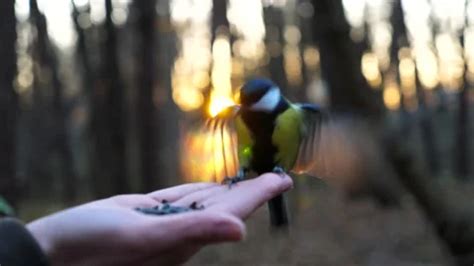 Small Tit Girl Stock Video Footage Royalty Free Small Tit Girl Videos Pond