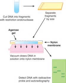 Methods Of Molecular Analysis Oncohema Key