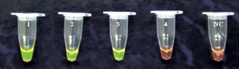Loop Mediated Isothermal Amplification LAMP Download Scientific Diagram