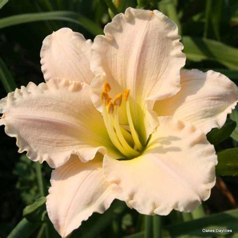 Oakes Daylilies View A List