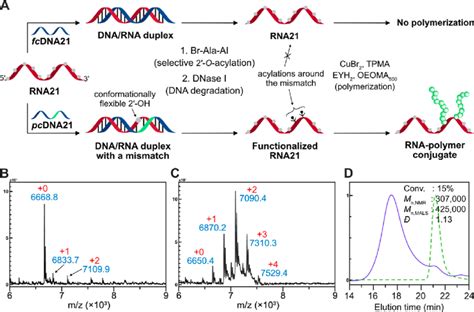 Site Selective Rna Functionalization Through Complementary Dna Guided Download Scientific