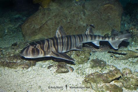 Zebra Bullhead Shark Heterodontus Zebra