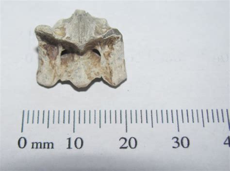 Bonita Nose Fossil A  Member Collections The Fossil Forum