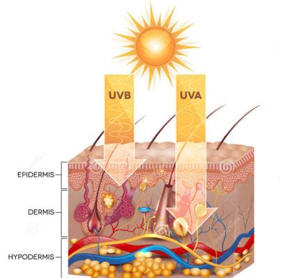 The Difference Of UVA UVB And UVC To Help You Buy Sunscreen Boss Biological Technique Ltd