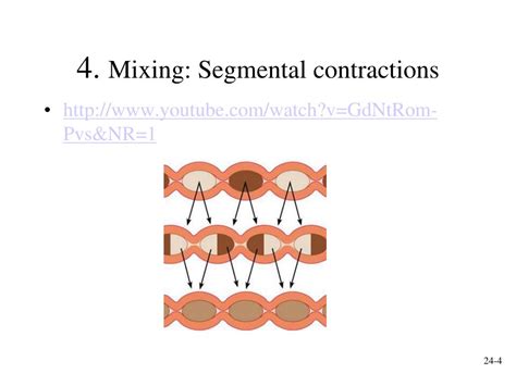 Ppt Chapter 24 Powerpoint Presentation Free Download Id3223953